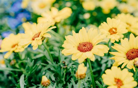 Fresh Flowers Background Literature And Art Fresh Flower Pot
