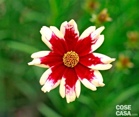 Coreopsis “ruby Frost” Cure Fiori Manutenzione Scheda Cose Di Casa