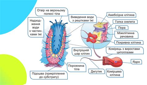 Презентація Біологія 7 клас НУШ Різноманітність тварин Губки