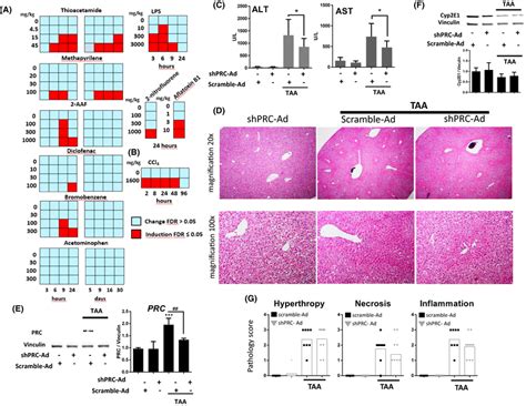Prc MRNA Expression Profiles In Rats And Mice Treated With Hepatic