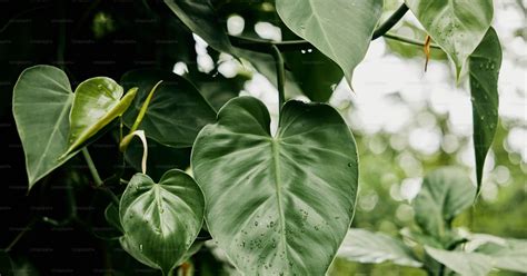 녹색 잎이 많은 식물의 클로즈업 사진 Unsplash의 잎 이미지