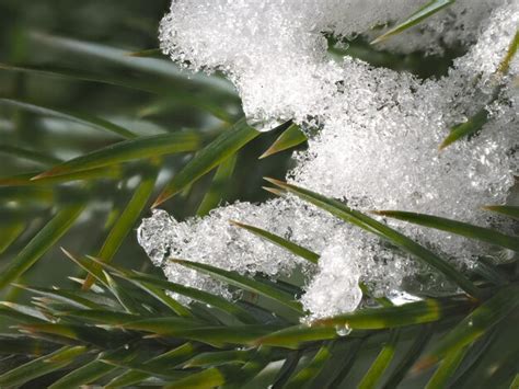 Premium Photo Snow On Juniper Branches
