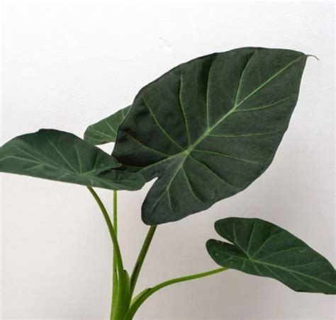 Alocasia ‘Regal Shields’ veľká | Vzácne rastliny - Plantizia.sk