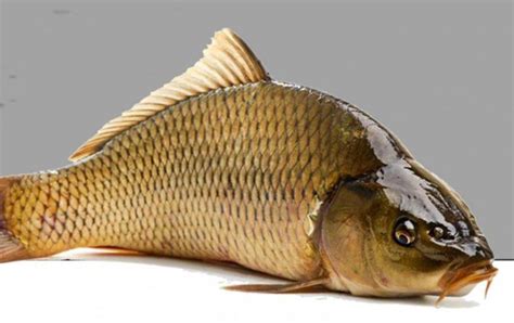 Рыба сазан описание способы ловли места обитания нерест как выглядит польза и вред рыбы