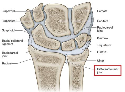 Distal Radioulnar Joint Wikism Sports Medicine Wiki