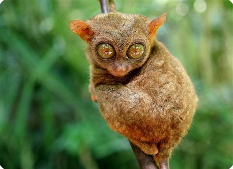 Филиппинский долгопят (лат. Tarsius syrichta)
