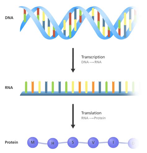 Dna Vs Rna Genome At Sandie Ambler Blog