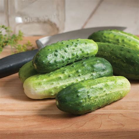The 9 Best Pickling Cucumber Varieties In 2024 Backyard Gardeners Network