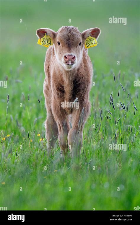 Domestic Cattle Bos Taurus Calf In Meadow Friesland Netherlands
