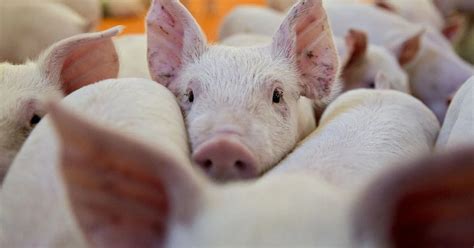 Científicos Restauraron Algunas Funciones De Células Cerebrales En