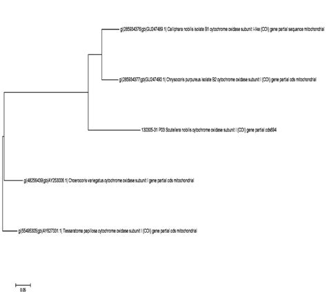 Phylogenetic Tree Neighbor Joining Method Constructed Using