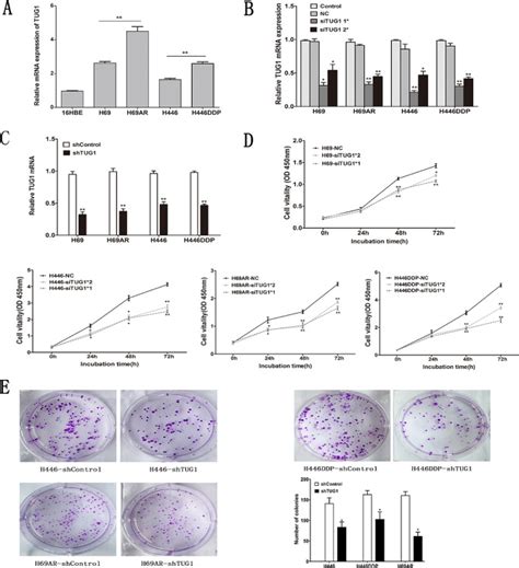 Correction Long Non Coding Rna Tug1 Is Involved In Cell Growth And
