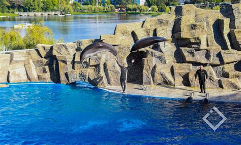 დელფინების შოუ საბავშვო ბაღების აღსაზრდელებისთვის Adjara Tv