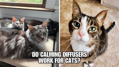 Feline Zen Can Calming Diffusers Soothe Anxious Cats