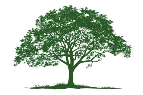 Tree Drawing PNGs For Free Download Tree Drawing PNGs For Free Download