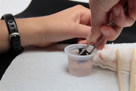 Clockwork Beetle 6 Steps With Pictures Instructables