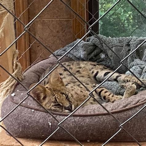 African Serval Cat That Went Missing In The Woods Is Reunited With His