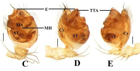 Chrysso Urbasae Tikader 1970 Male A B Habitus A Dorsal View B Download Scientific
