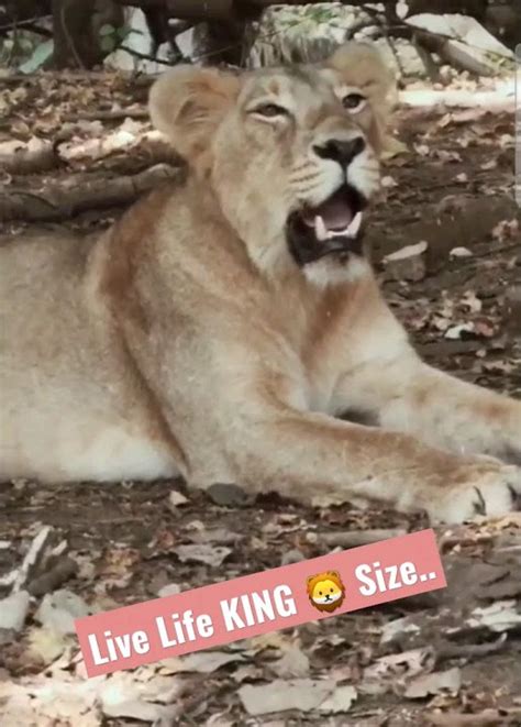Live Life King Size Lion Lionking Wildlife Lioness Deliciousamdavad9791 Viral Shorts