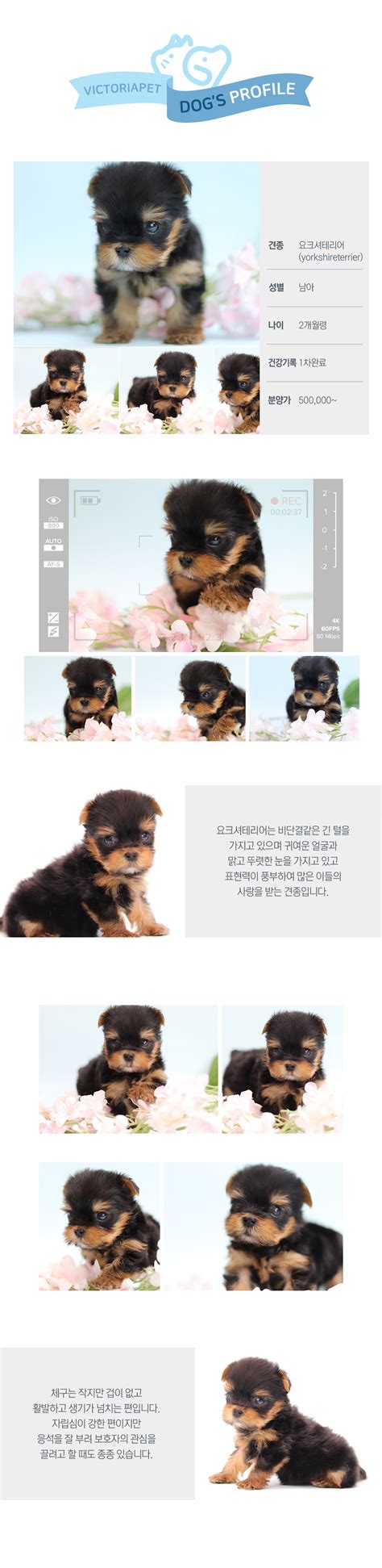 요크셔테리어 비숑프리제분양가 유기견 미니비숑 웰시코기분양 스피츠 요크셔테리어분양 먼치킨고양이 노르웨이숲고양이분양 빅토리아펫 강아지분양 펫샵