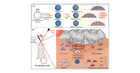 Gold Nanoparticles Confined In Mesoporous Bioactive Glass For Periodontitis Therapy Acs