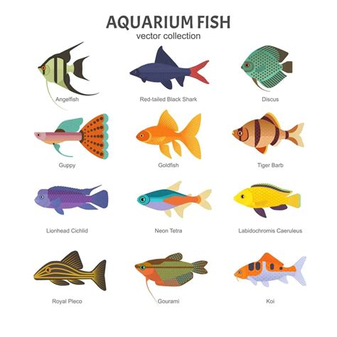 25 Popular Types Of Aquarium Fish Aquarium Fish Fish Illustration