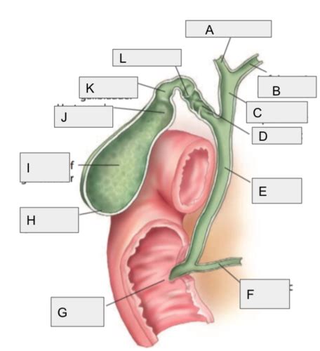 Biliary Tract Label Diagram Quizlet