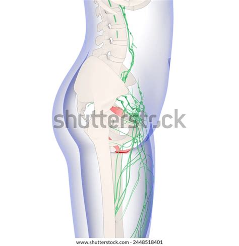 Female Internal Reproductive Organs Lymph Nodes Stock Illustration Shutterstock