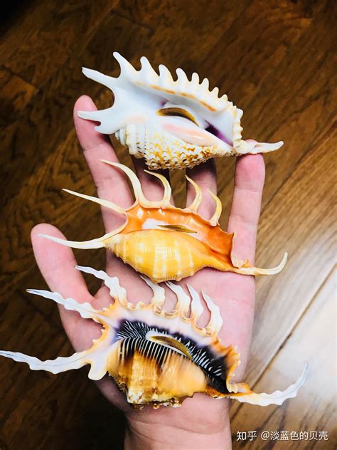 作为贝壳收藏爱好者是种怎样的体验？ 知乎