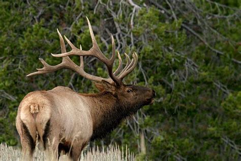4 Hour Wildlife Safari In Grand Teton National Park