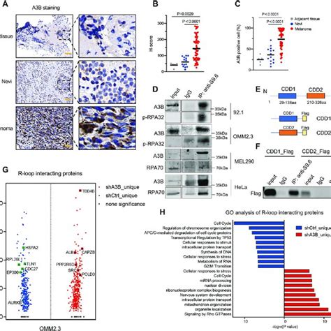 A3b Promotes The Formation Of R Loops In Rnaseh1 Dependent Manner A A3b Promotes The Formation Of R Loops In Rnaseh1 Dependent Manner A