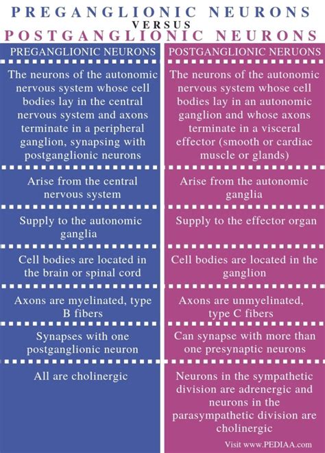 What Is The Difference Between Preganglionic And Postganglionic Neurons