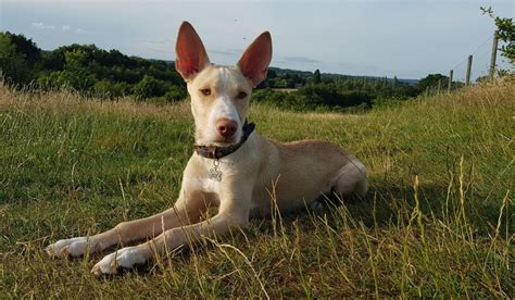 What Podenco Canario Is Right For Me