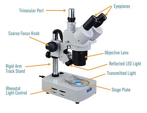 Stereo Vs Compound Microscopes Whats The Difference Optics Mag