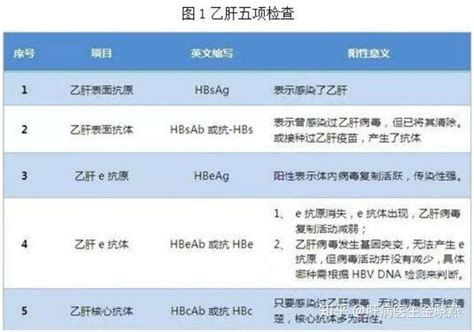 乙肝化验的报告单怎么看快速看懂乙肝五项 知乎