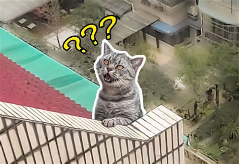 猫：我就睡个觉，你叫这么多人干什么啊！？ 和猫住 和猫住 哔哩哔哩视频