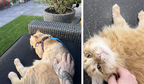 Raspberry Pi Python And Cats My First Foray Into Embedded Development ·