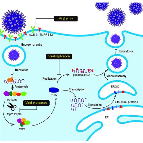 Life Cycle Of Sars Cov 2 Nonstructural Proteins Rna Dependent Rna