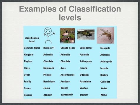Ppt Classification Of Living Things Powerpoint Presentation Free Download Id5476573