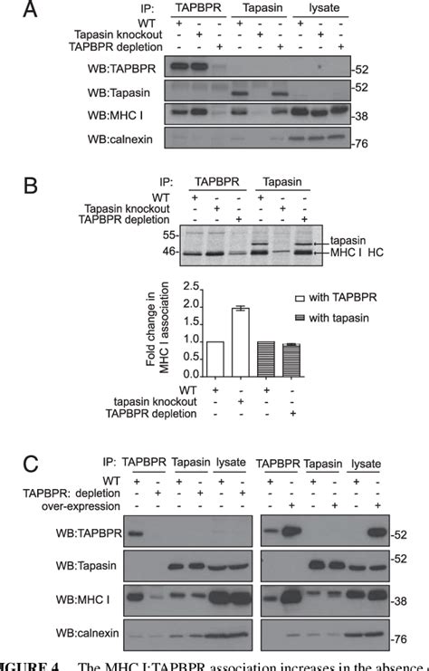 Figure 4 From The Binding Of Tapbpr And Tapasin To Mhc Class I Is Mutually Exclusive Semantic