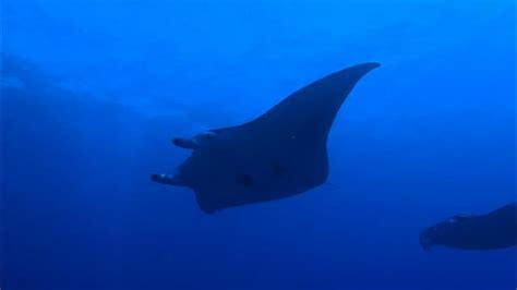 Manta Magic The “pre Show” 323 Youtube