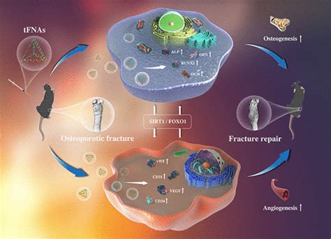 Tetrahedral Framework Nucleic Acids Promote Senile Osteoporotic Fracture Repair By Enhancing