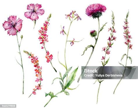 수채화 초원 꽃 카네이션 세이지 사이프러스 및 엉겅퀴 세트 흰색 배경에 격리된 손으로 그린 꽃 그림 디자인 인쇄 직물 또는 배경용 0명에 대한 스톡 벡터 아트 및 기타