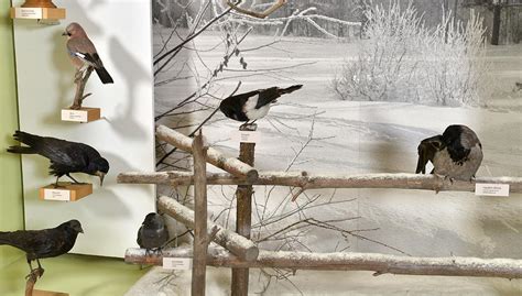 Птицы Латвии Латвийский Национальный музей природы