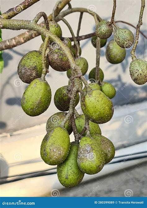 Mini Kedondong Fruits Still Hang On The Tree Branches Stock Image
