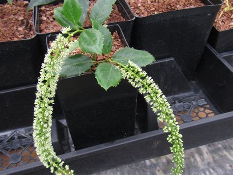 Itea Far Reaches Farm