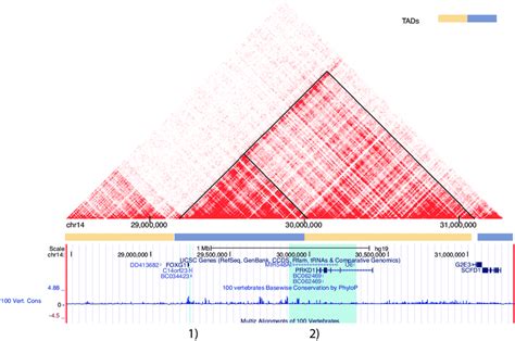 Topologically Associating Domains Within The 3 Mb Core Region This