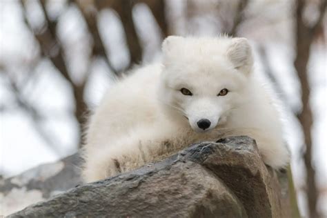 Arctic Fox Facts Worksheets Habitat Characteristics