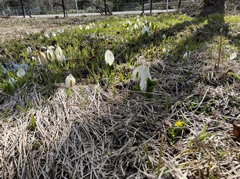 国道401号線戸倉大清水開通いたしました 群馬県 尾瀬の郷 片品村観光協会公式ブログ