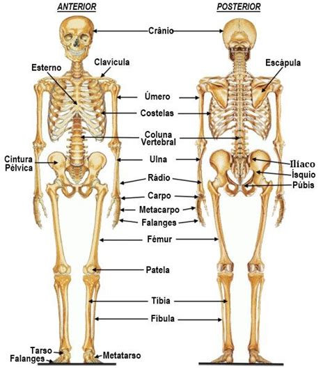 Resultado De Imagen Para Sistema Esqueletico Human Body Systems